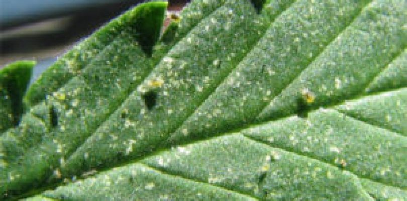 How To Get Rid Of Marijuana Pests - Marijuana Tips and News